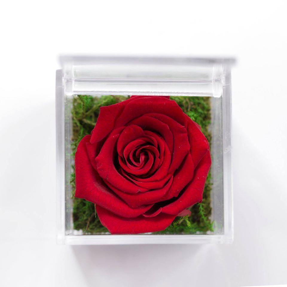 Velvety Forever Red Rose | Single Preserved Rose in Acrylic Box ...